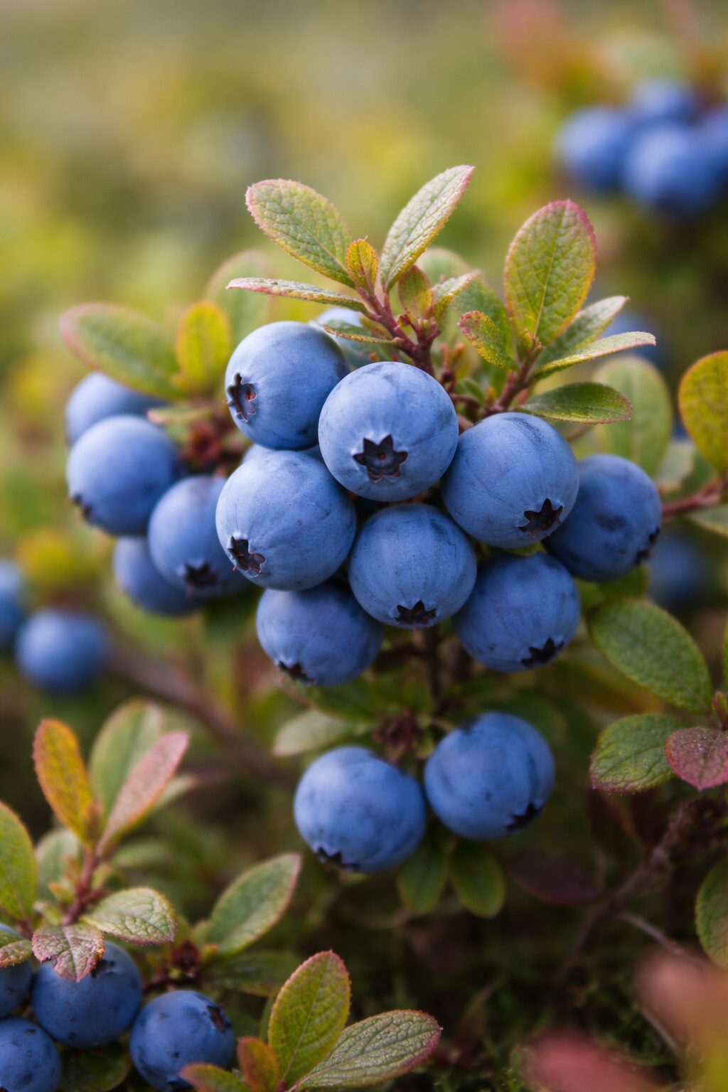 26 Types of Berries - from Sweet to Sour | Gardenials.com