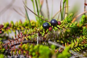 26 Types of Berries - from Sweet to Sour | Gardenials.com